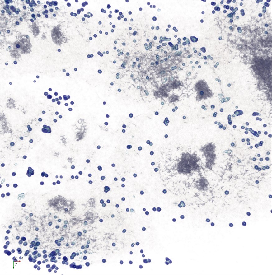 Common food additive found to effect gut microbiota - The University of ...