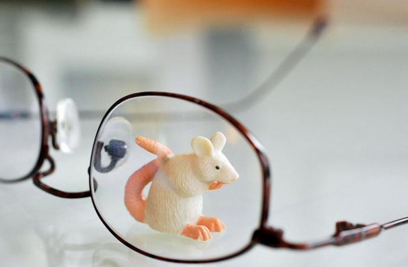 'Rat vision' may give humans best sight of all - The University of Sydney
