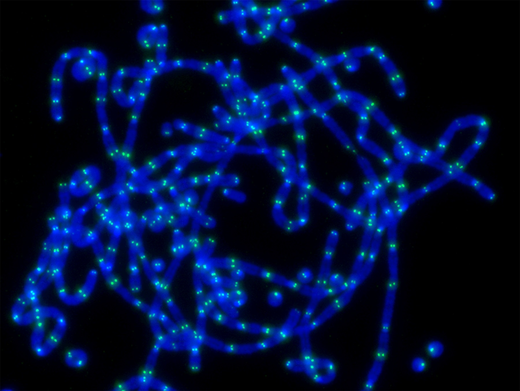 Unexpected discovery about stem cell immortality study - The University ...