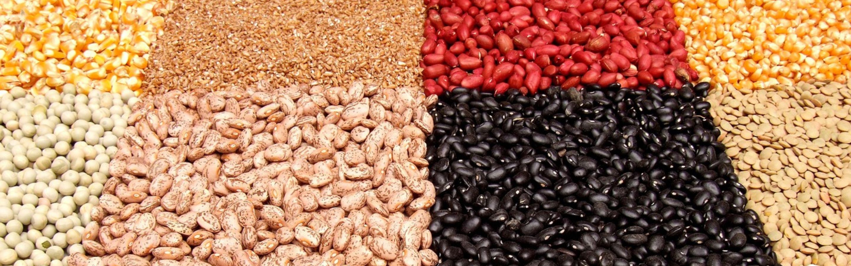 Eat like a gladiator Whole grain and legume diet enhances health - The ...