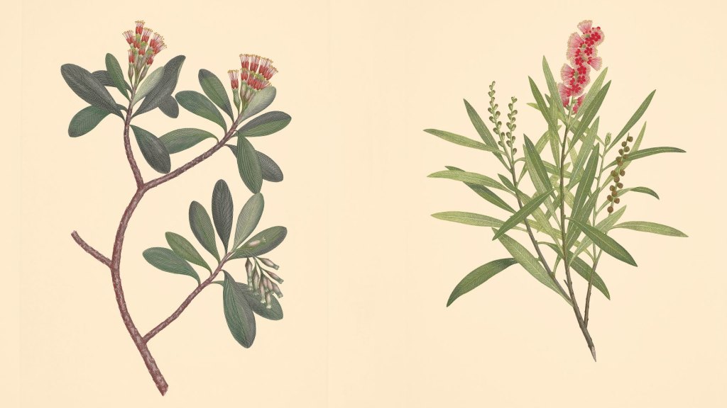 Extraordinary Plants with Dr Shane Ingrey and Ray Ingrey - Chau Chak ...