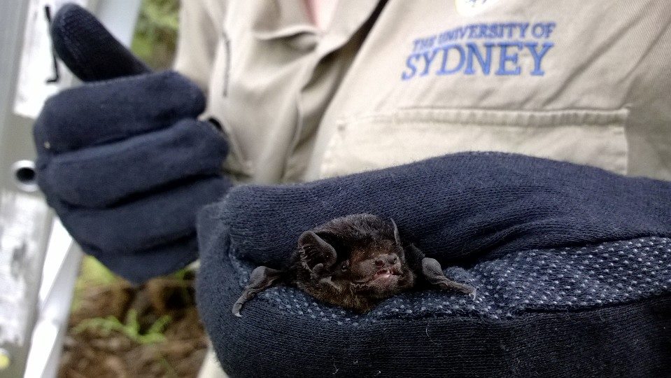 3 Spooktastic Sydney bats this Halloween - The University of Sydney