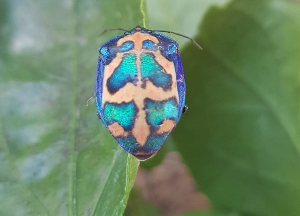 Aposematism; the flashiest form of defence - The University of Sydney