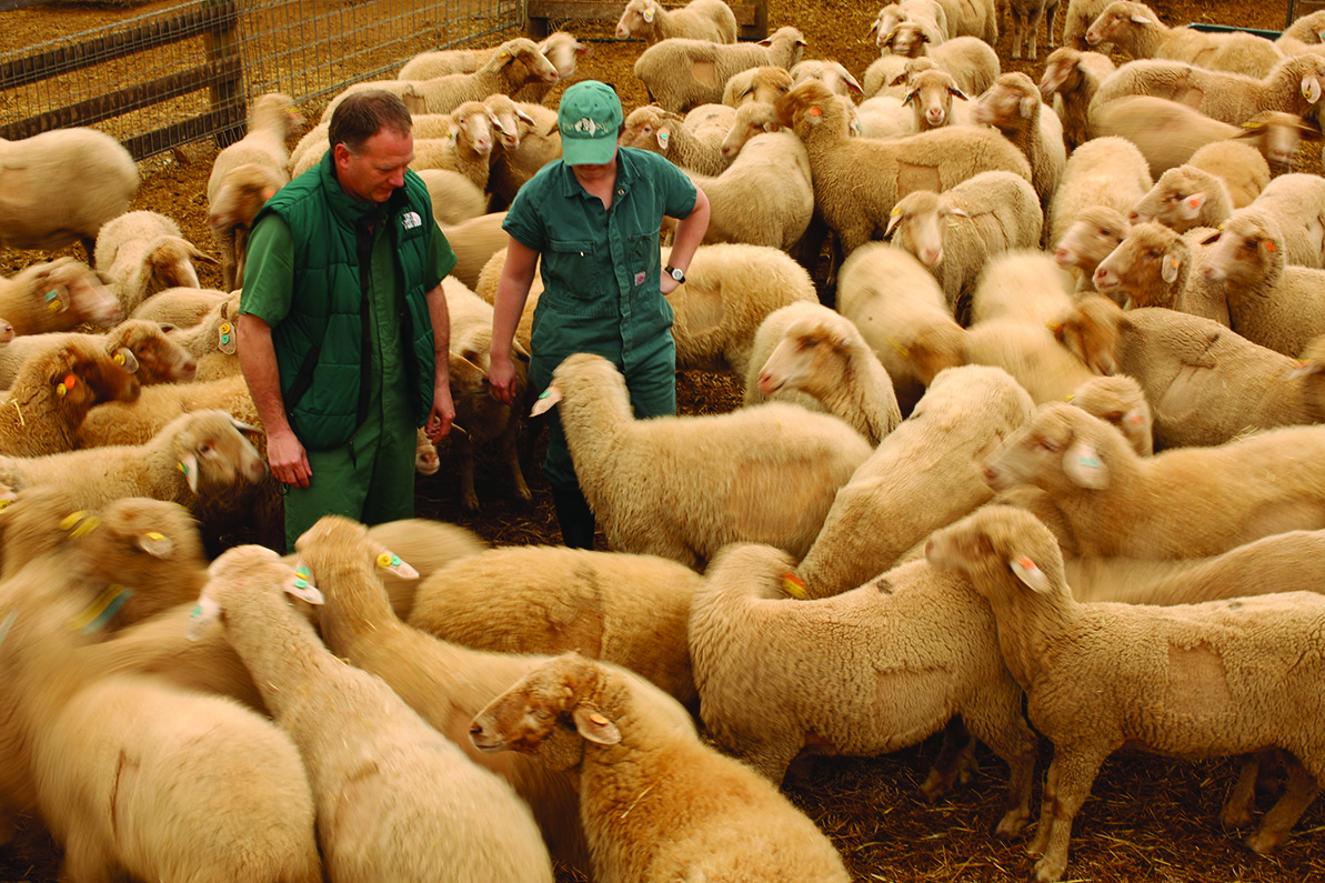 Veterinary teaching hospitals