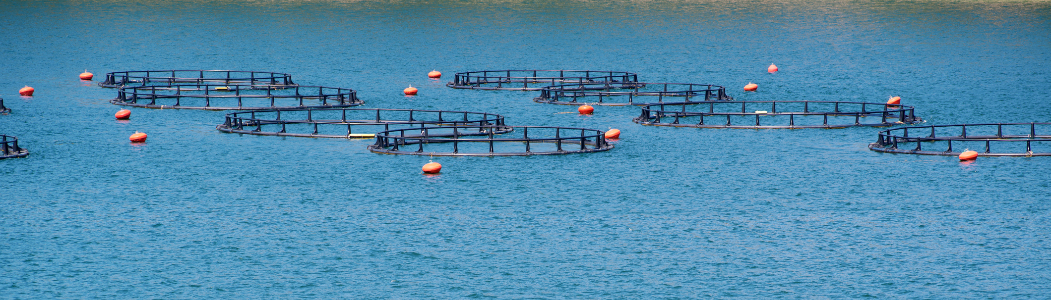 Food security – ensuring quality and sustainability – Green Reporter