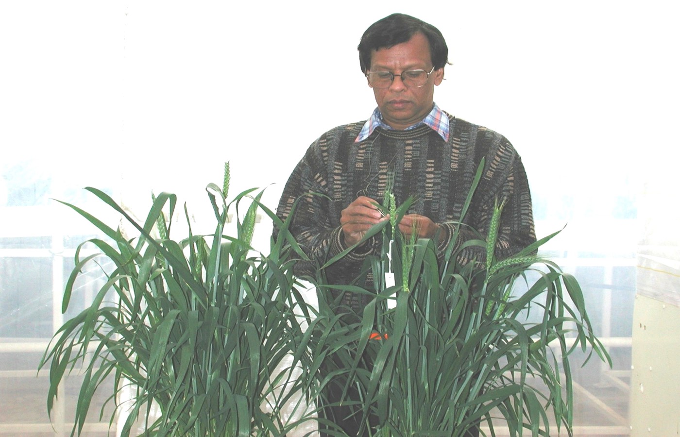 Transforming wheat breeding with doubled haploid technology - The ...