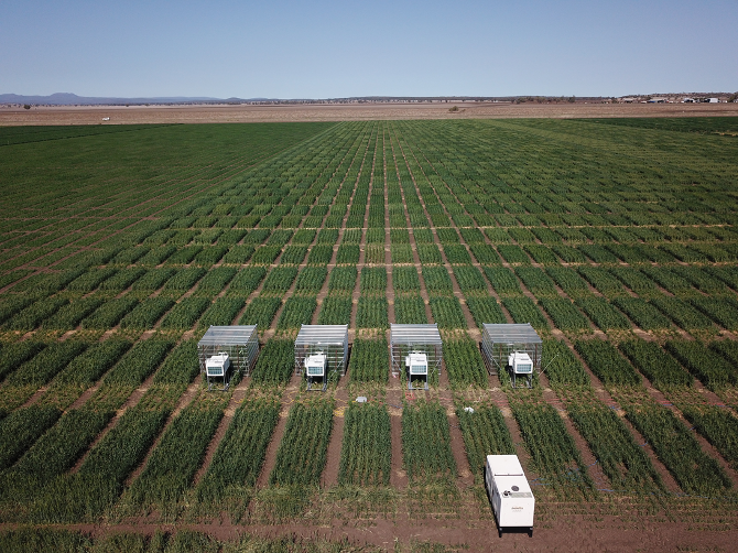Plant Breeding Institute - Faculty of Science