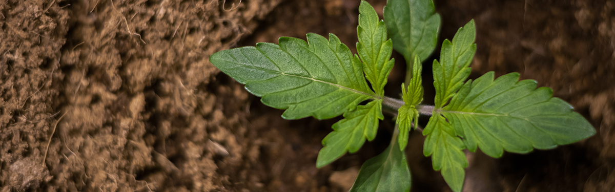 How to get medicinal cannabis - Lambert Initiative for Cannabinoid ...