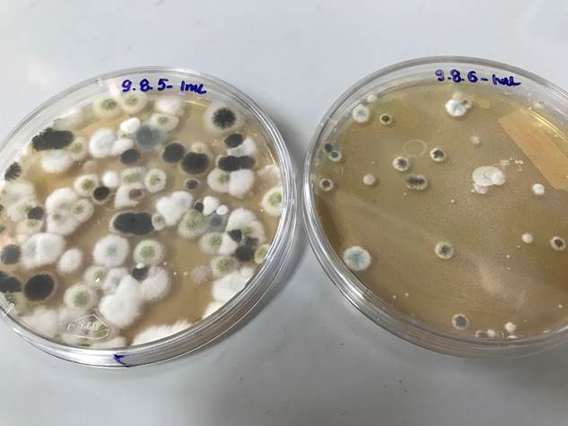 NHMRC Investigator Grant Success - The University of Sydney