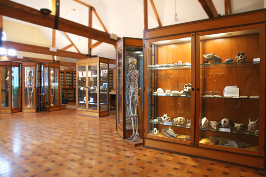 J.L. Shellshear Museum - Faculty of Medicine and Health