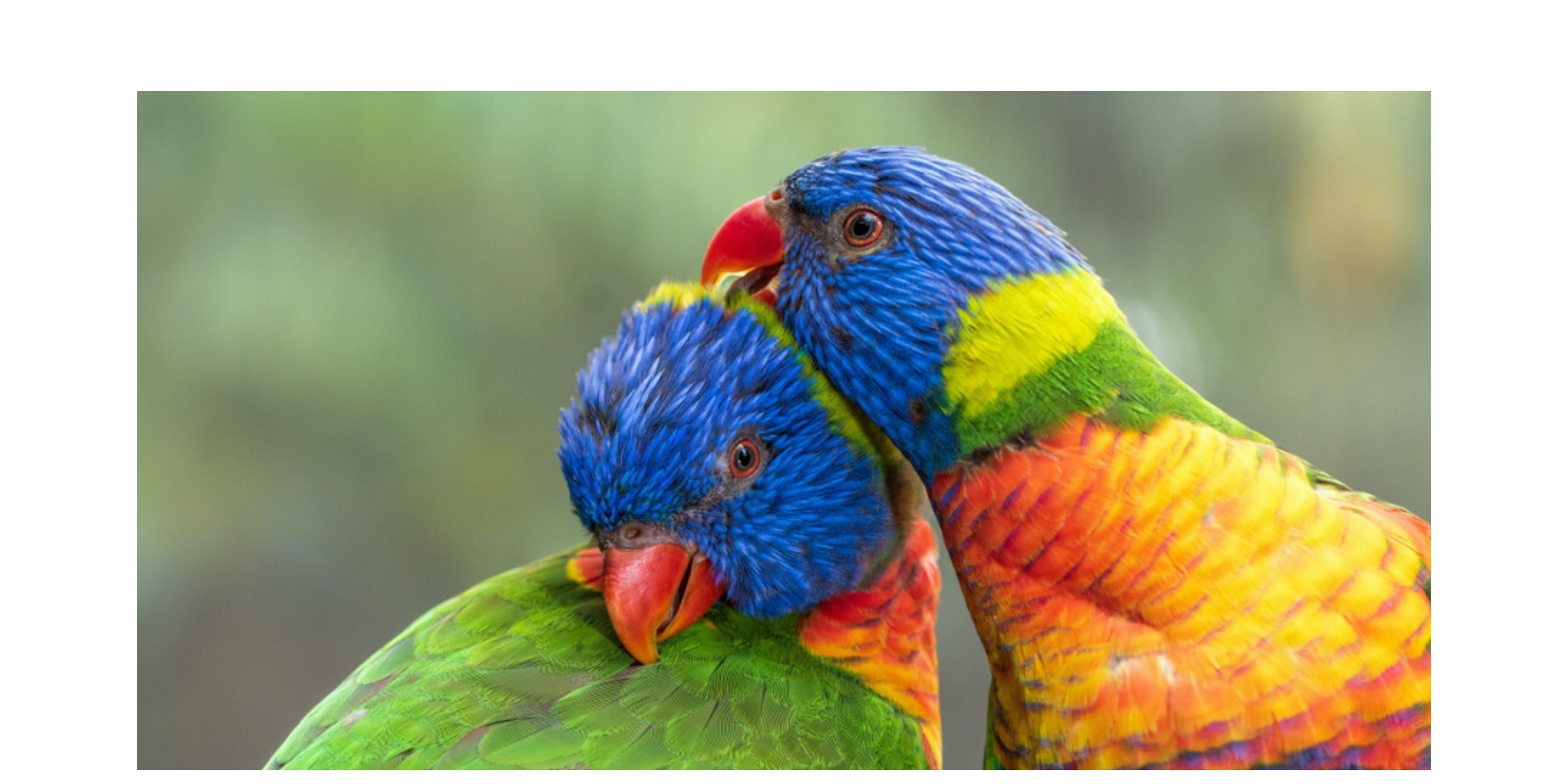 For the love of birds - The University of Sydney