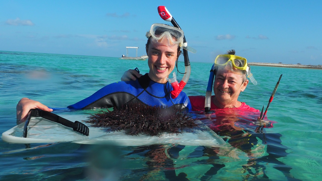 Hidden army: how starfish could build up numbers to attack coral reefs ...