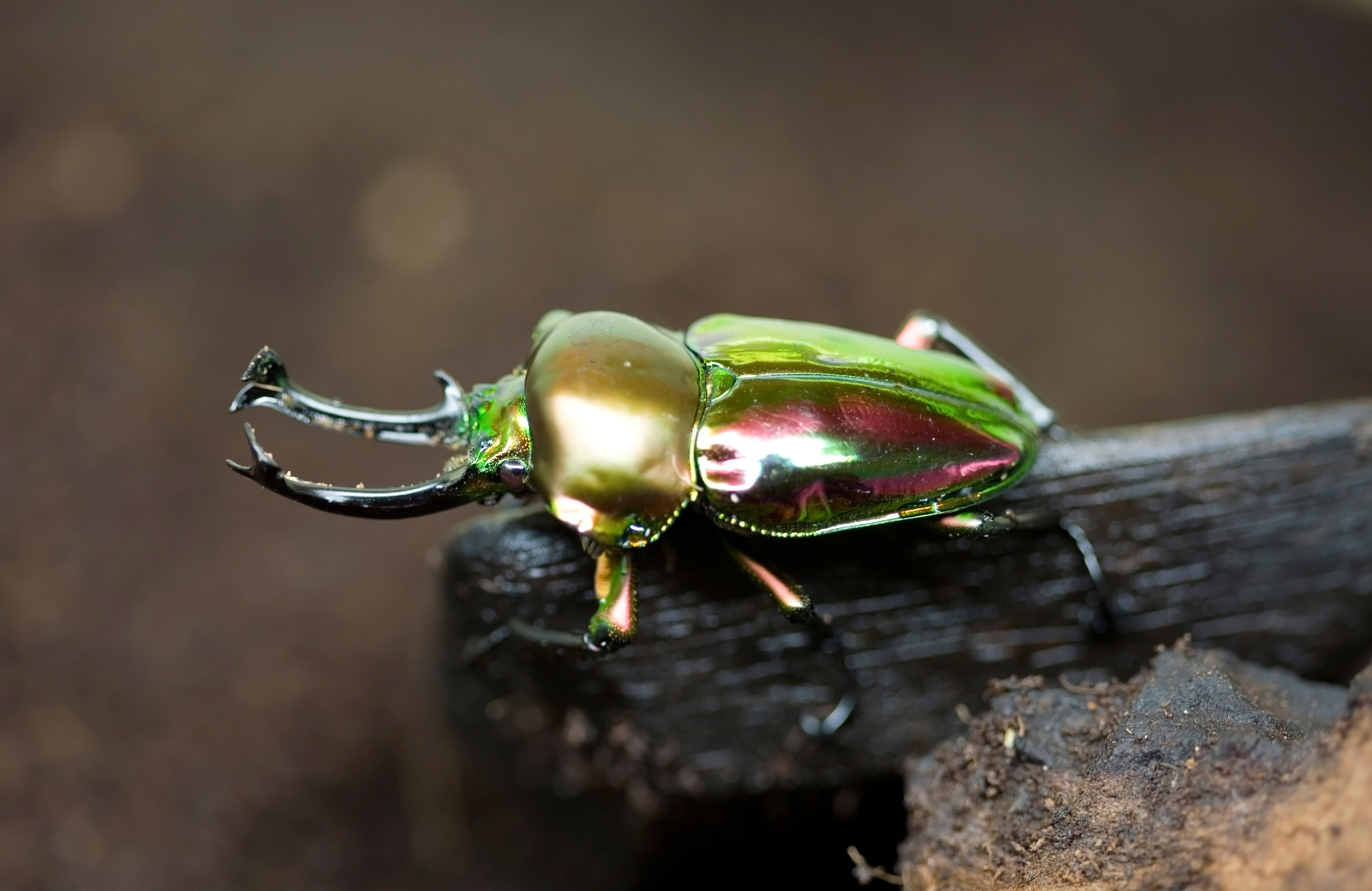 Look out for these five beautiful Australian beetles this summer - The ...