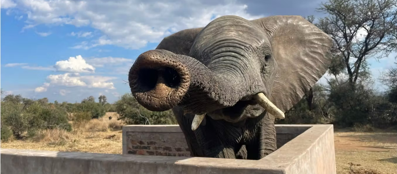 How to stop an elephant destroying your crops and trees - The ...