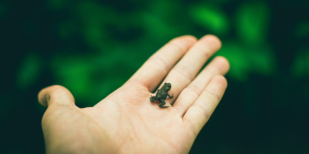 Biodiversity and extinction: can we achieve justice for all? - Sydney ...