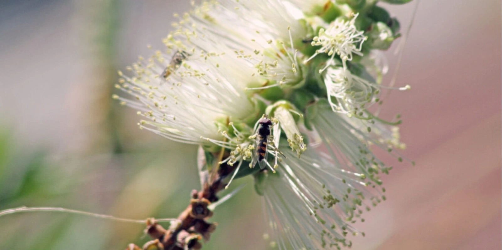 Threads of Life: Unravelling Biodiversity's Complexity Across ...