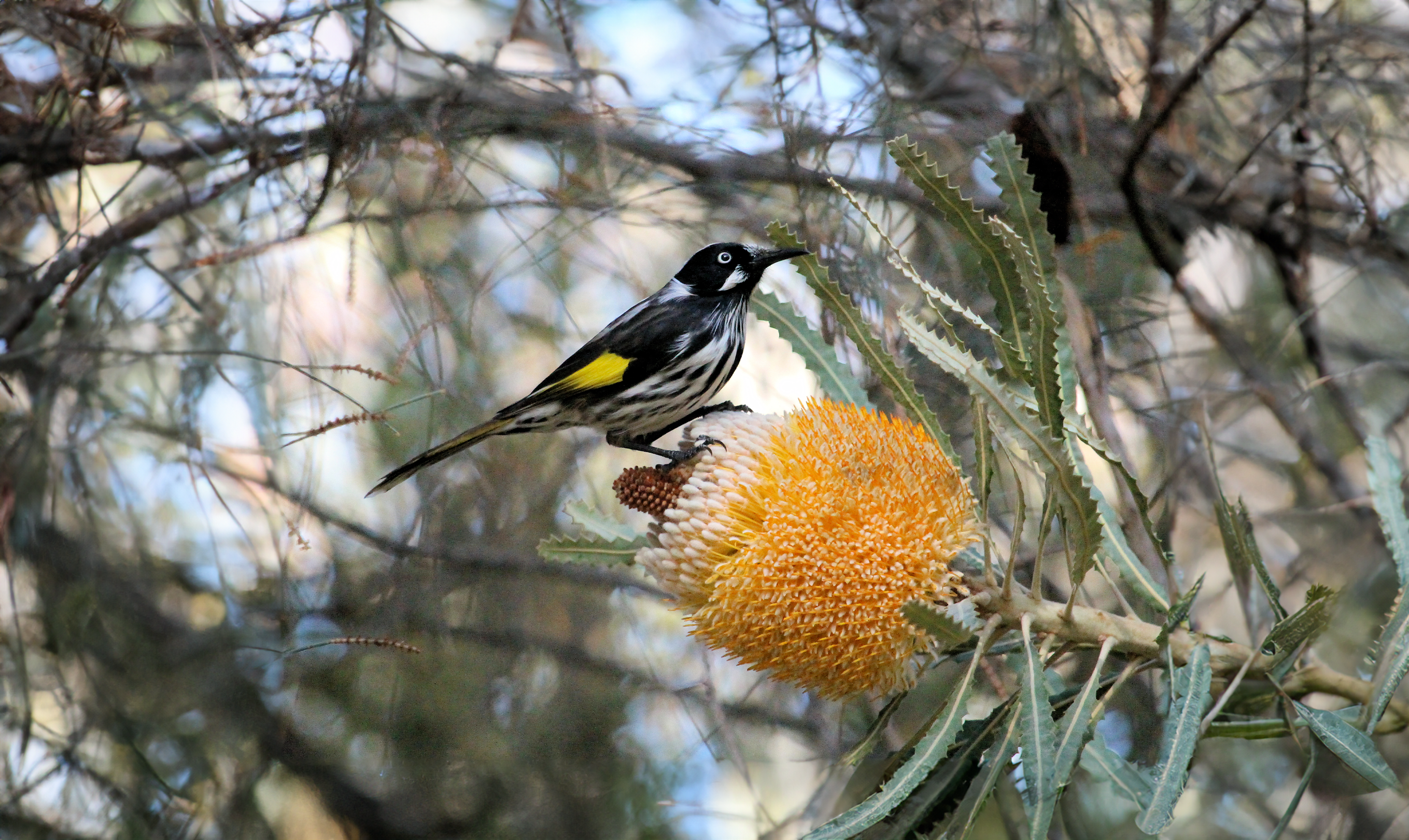 Biodiversity, conservation, and culture meet and greet - Sydney ...
