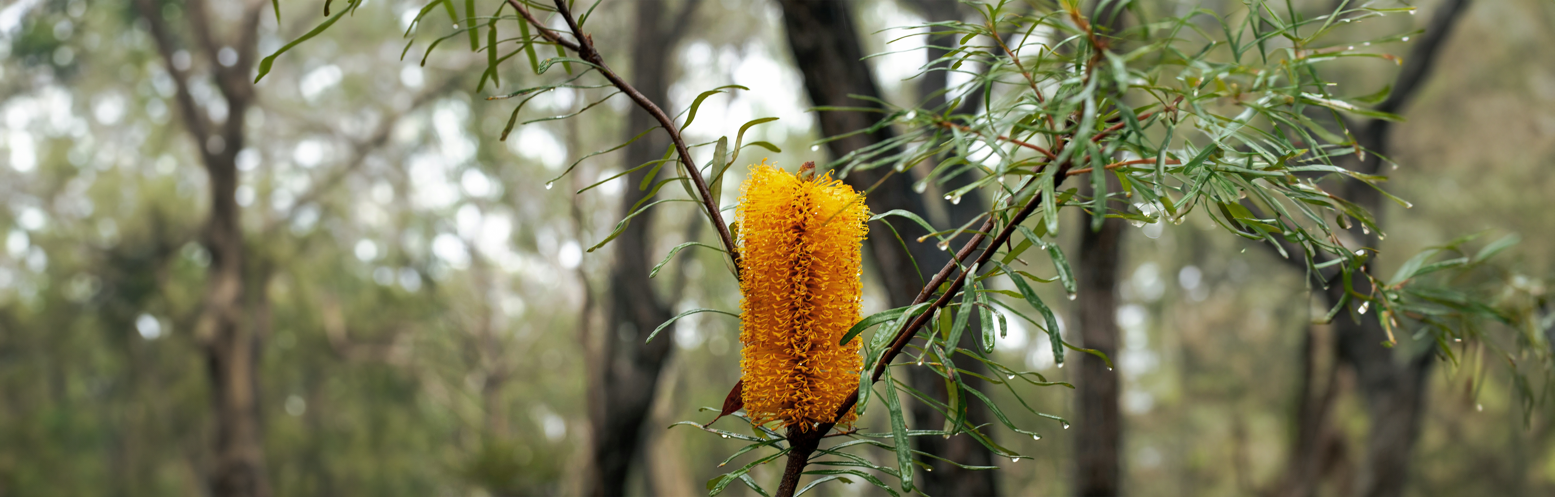 Biodiversity conservation and culture developing multidisciplinary ...