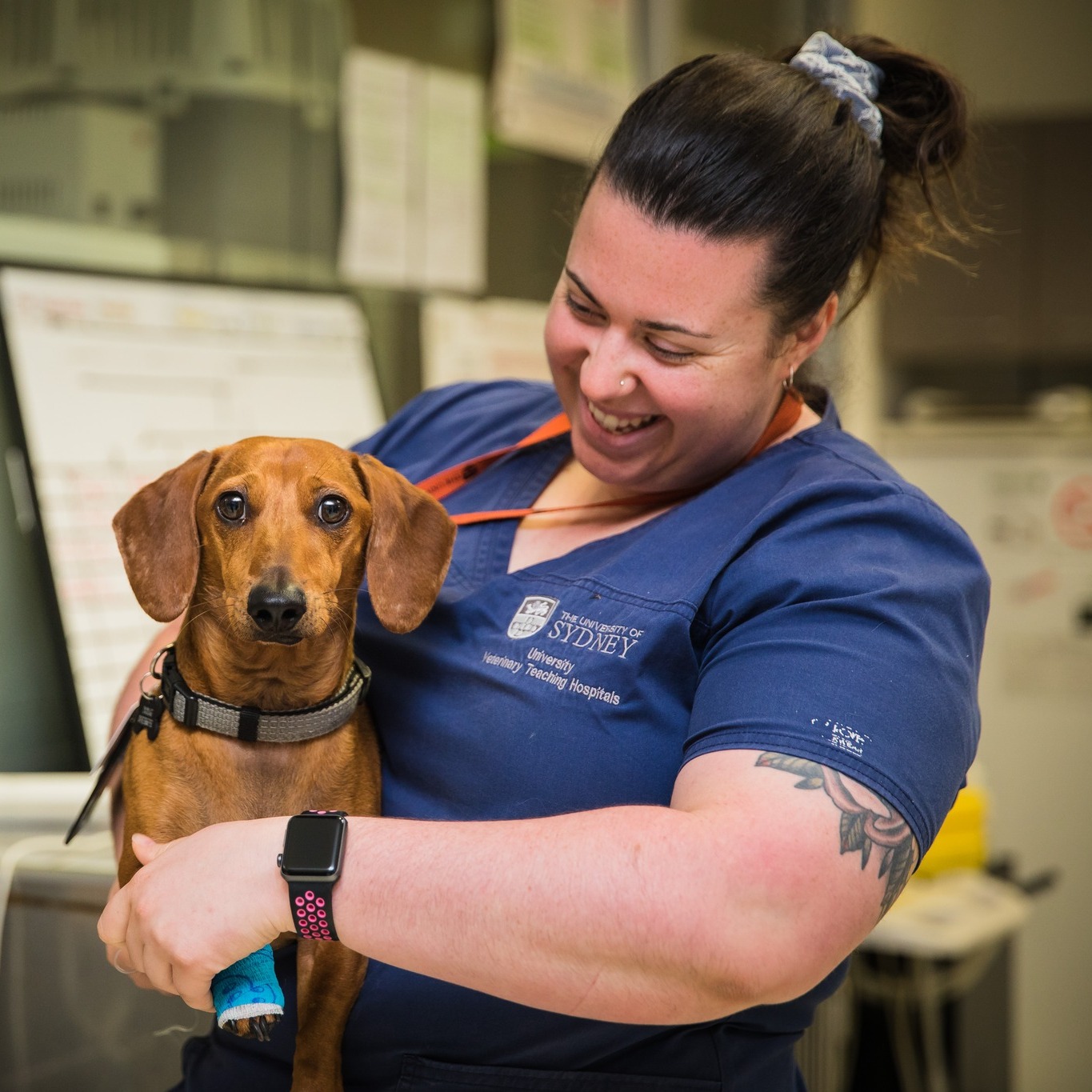 Heartworm - University Veterinary Teaching Hospital Sydney
