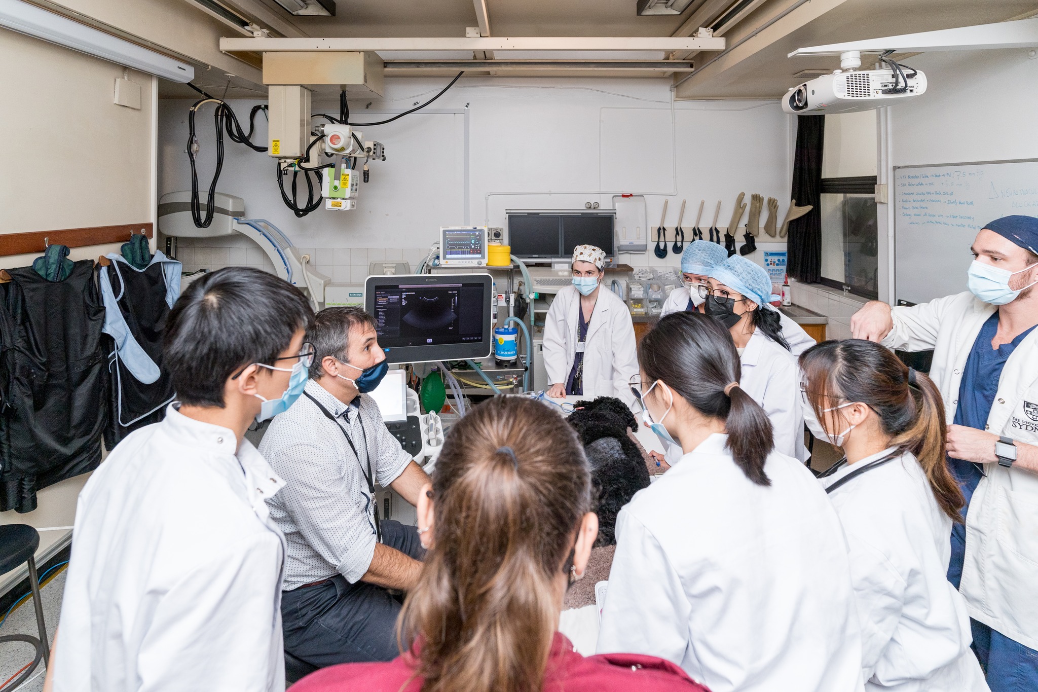 Surgery - University Veterinary Teaching Hospital Sydney