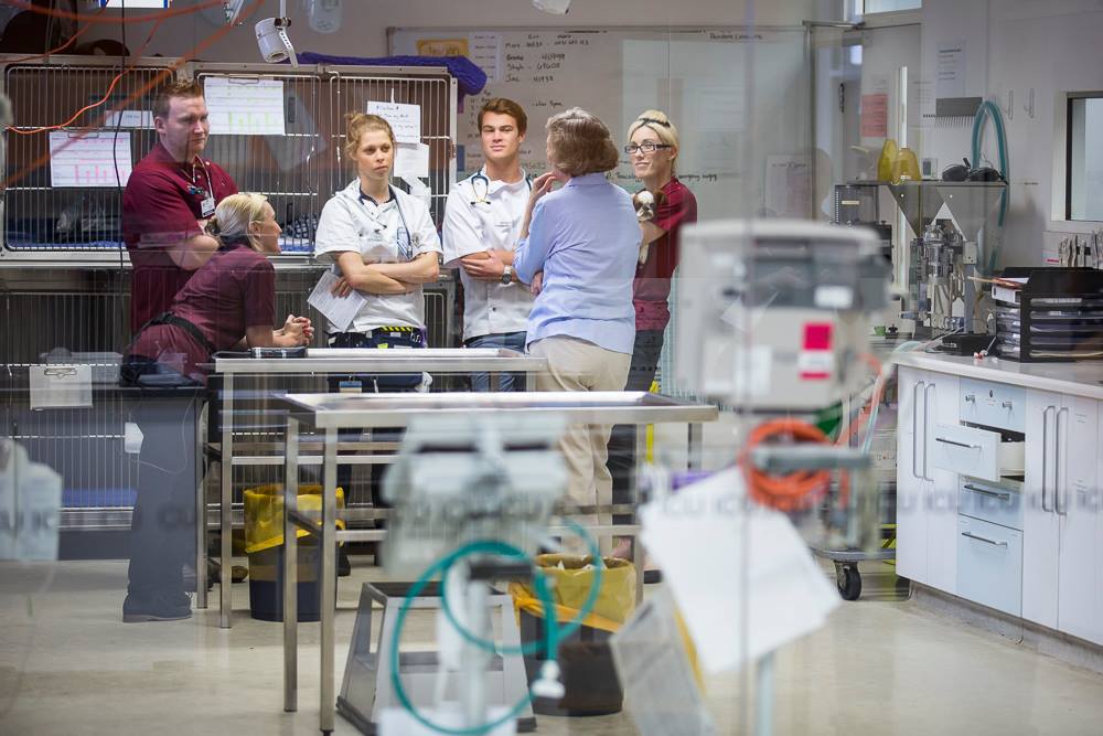 Medicine - University Veterinary Teaching Hospital Sydney