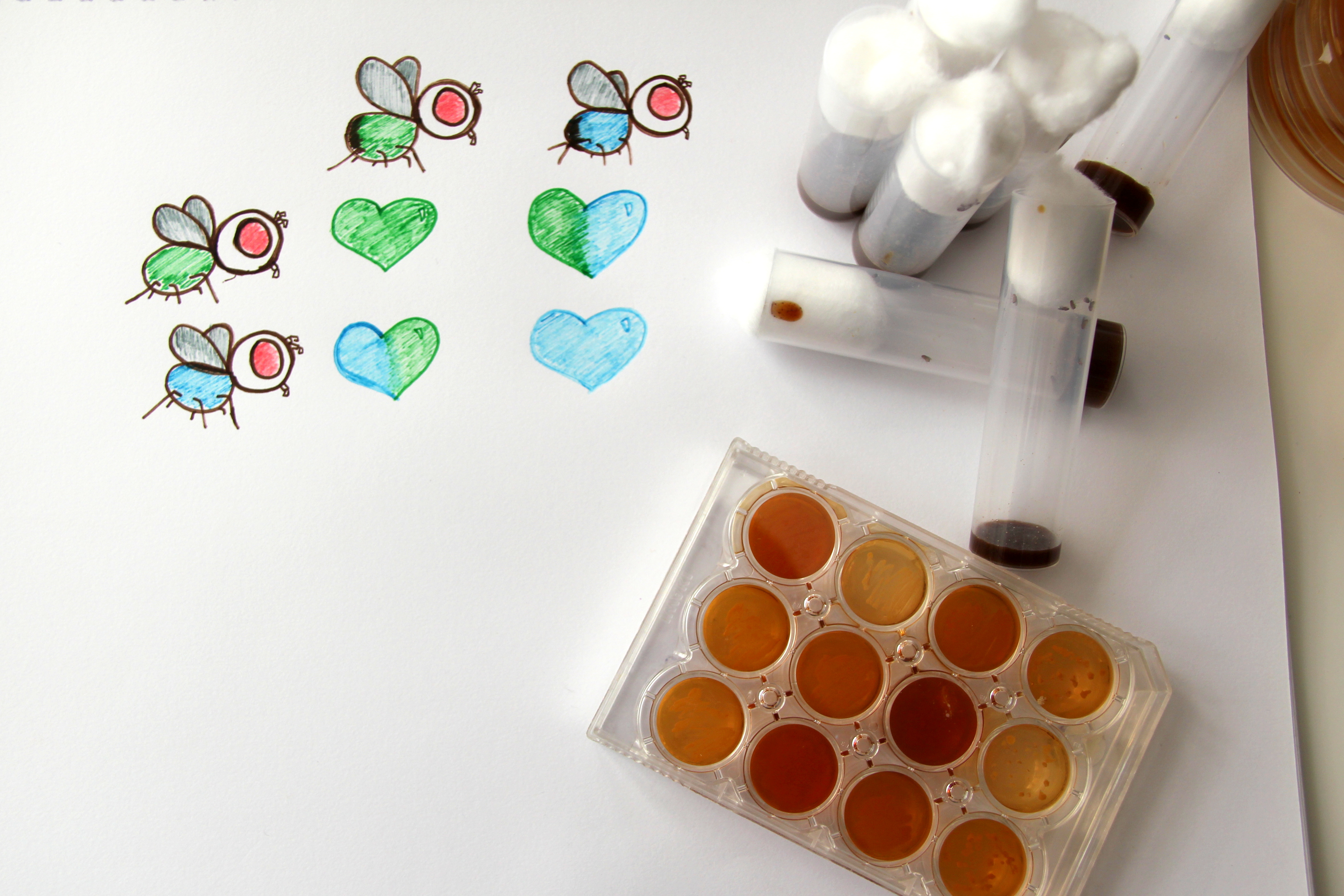 What fly guts could reveal about our health - The University of Sydney