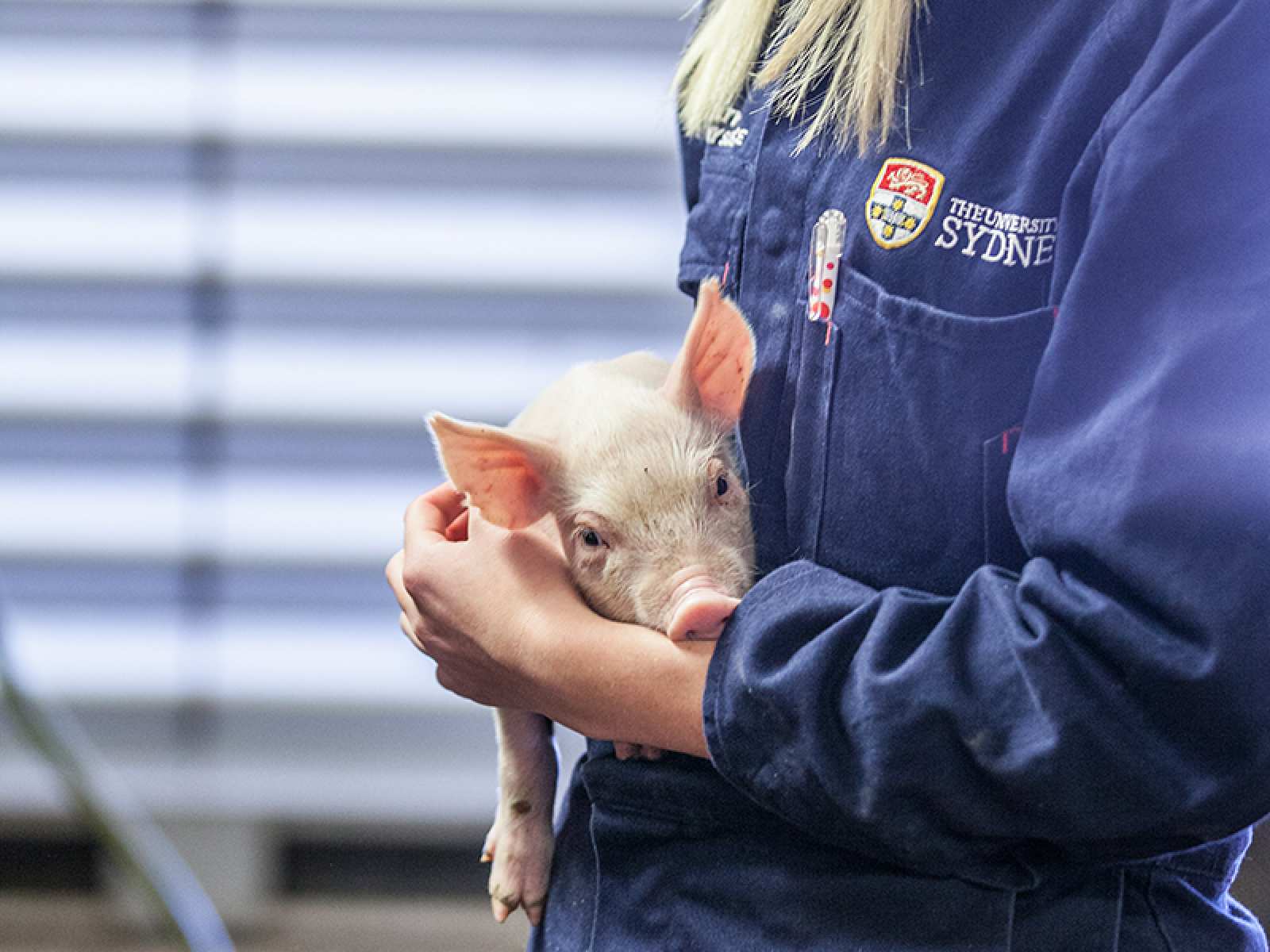 Bachelor of Animal and Veterinary Bioscience - The University of Sydney