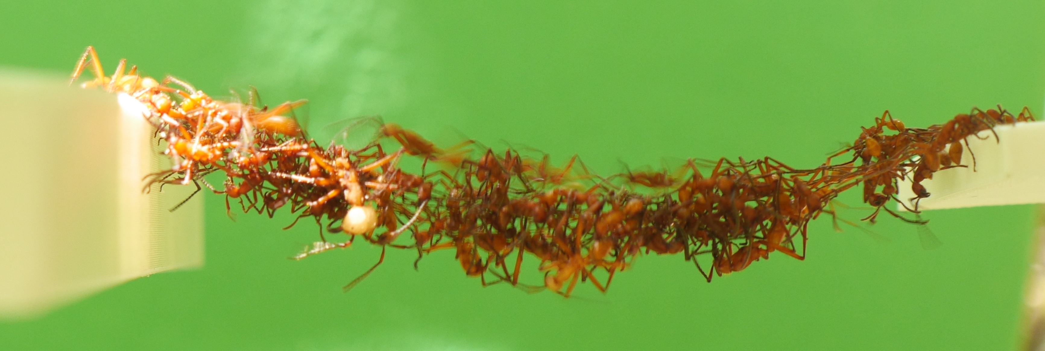 Ants filmed building moving bridges from their live bodies - The ...