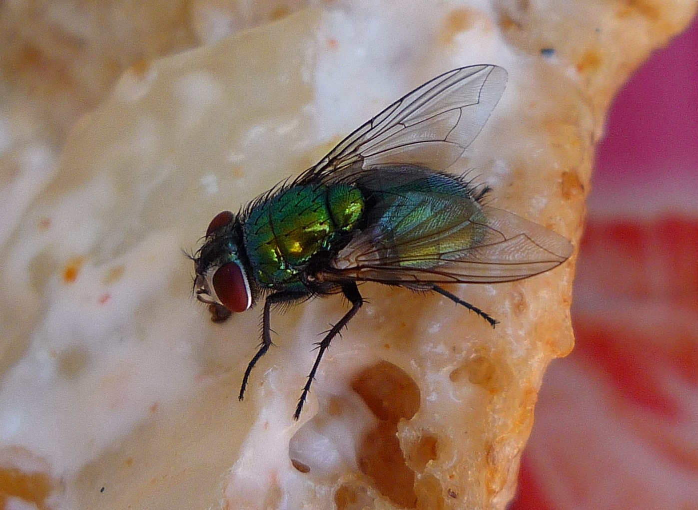 Should I throw away food once a fly has landed on it? - The University ...