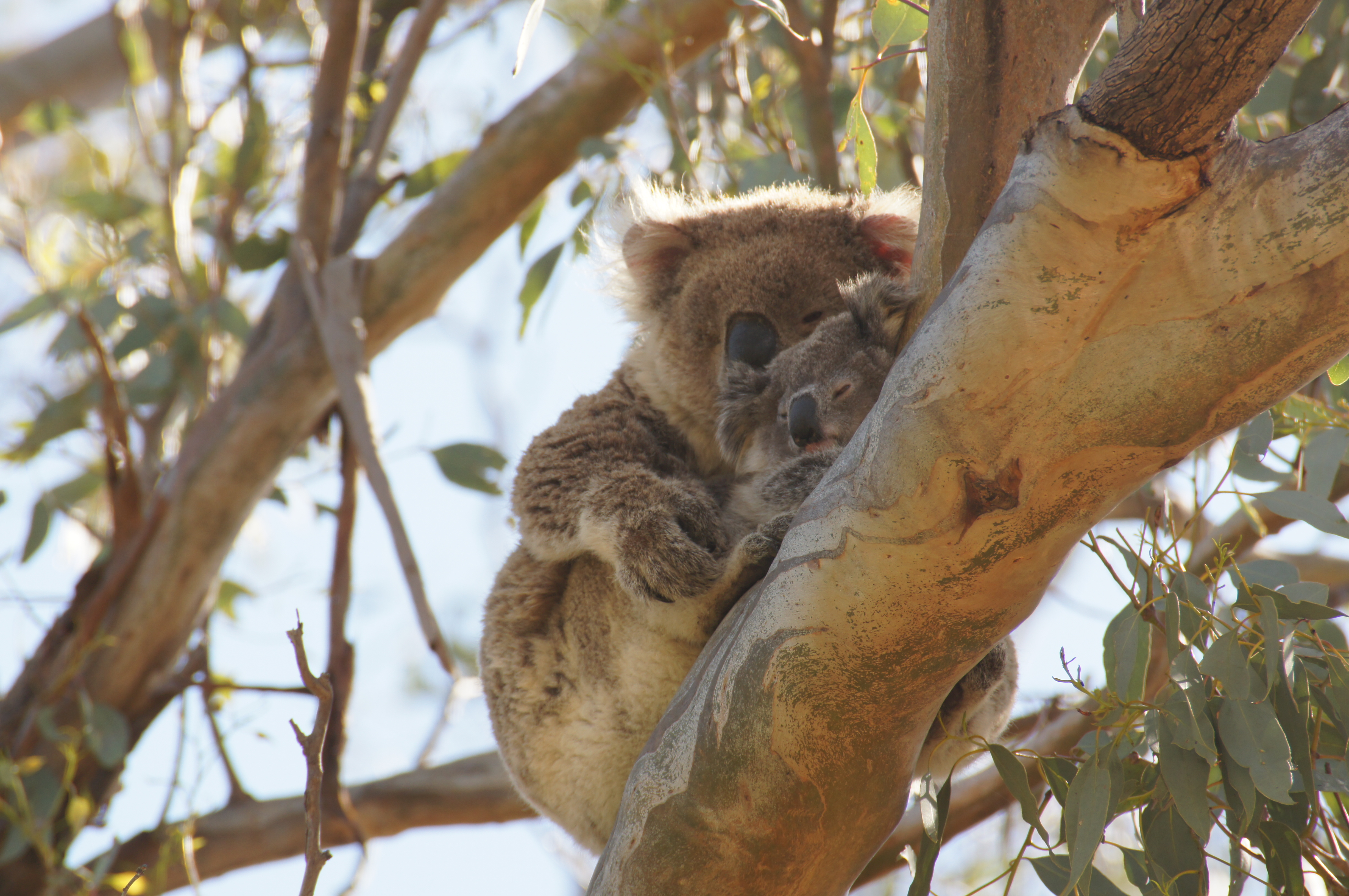 $1m funding for University of Sydney to sequence koala genomes - The ...