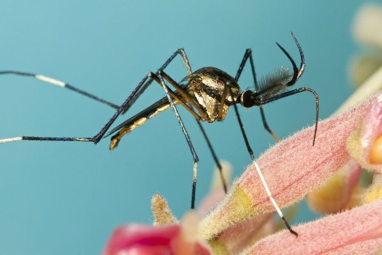 Hidden housemates: the mosquitoes that battle for our backyards - The ...