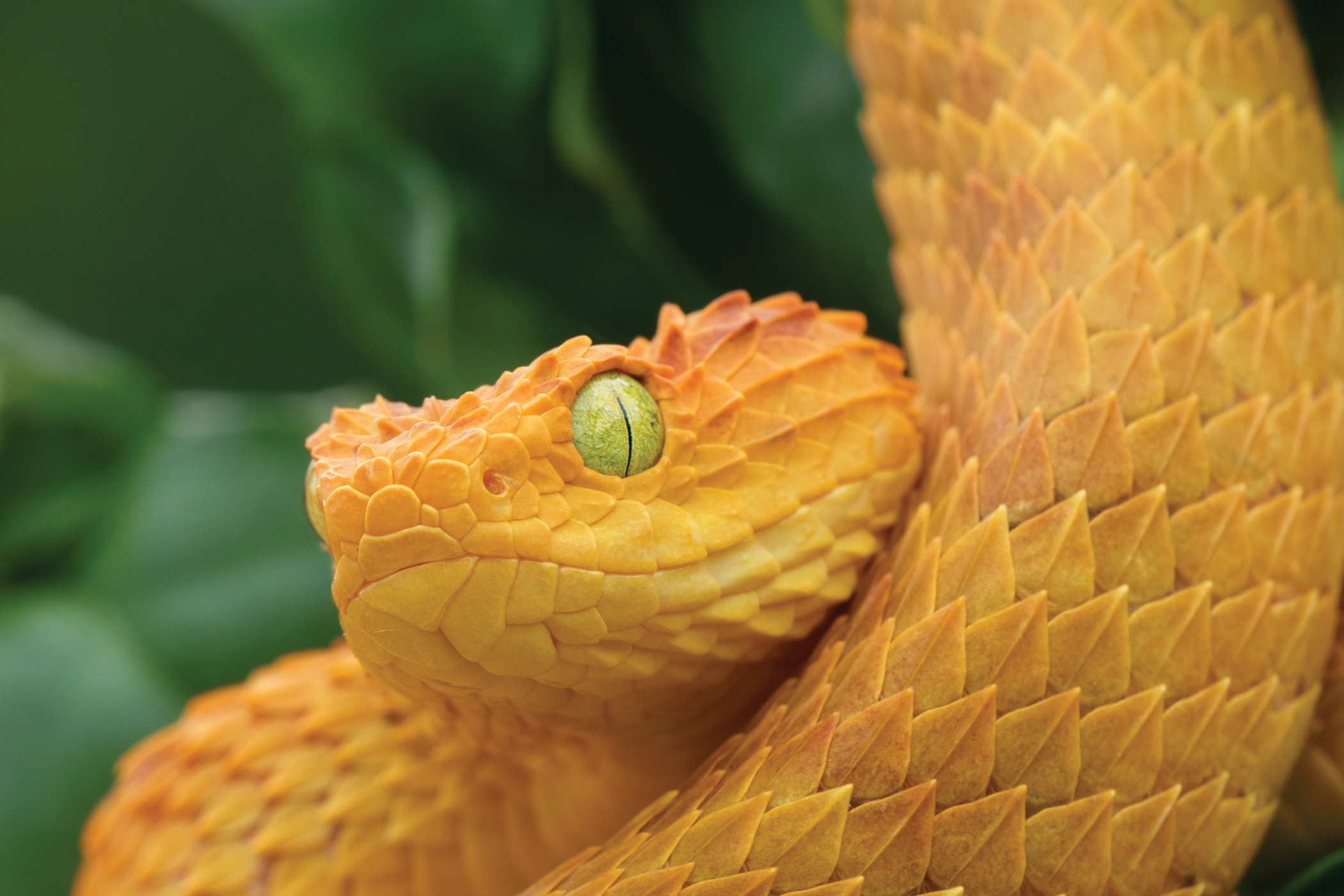 Stranger things: The uncanny world of animal pregnancy - The University ...