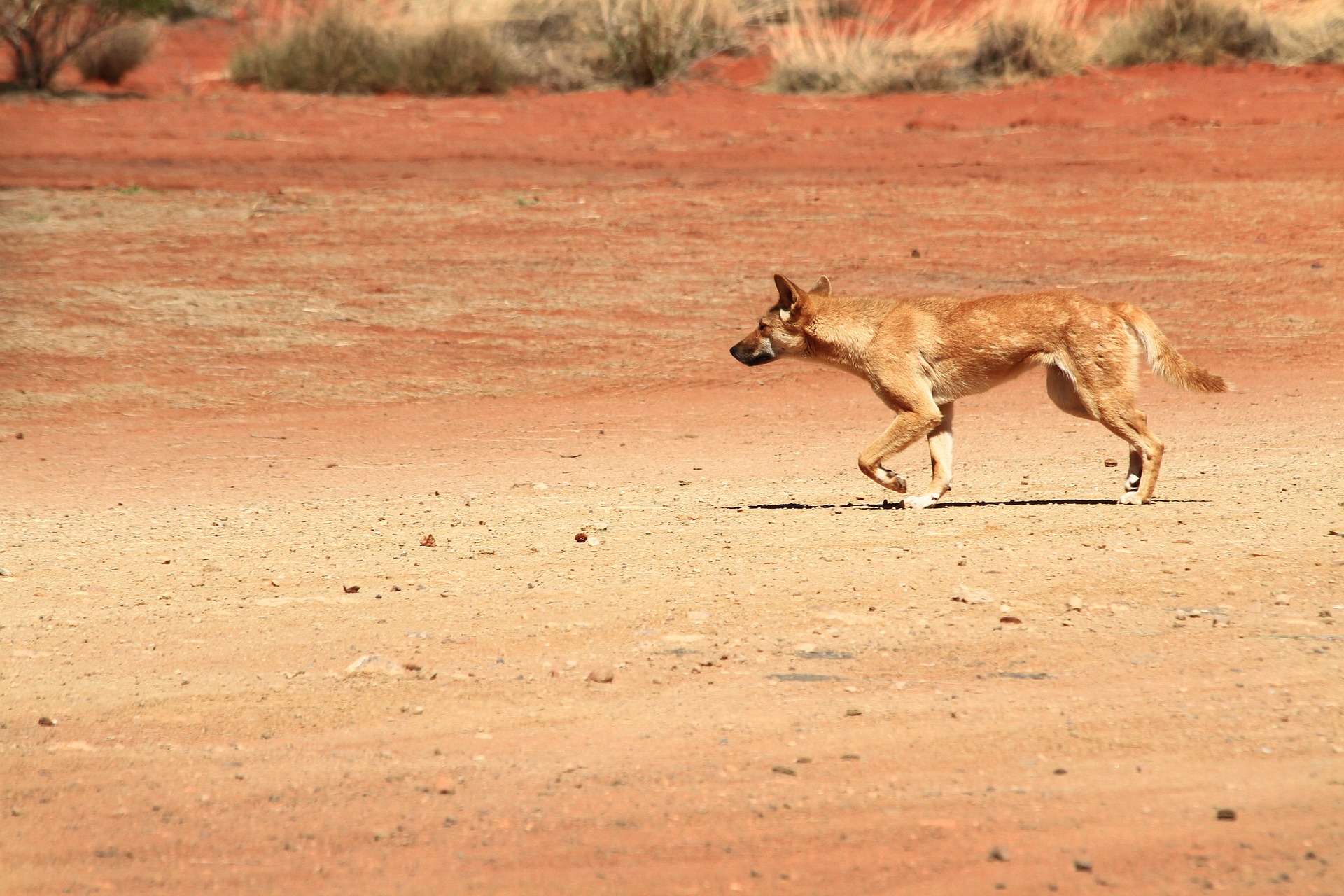 Dingoes could fight feral fox and cat problem - The University of Sydney