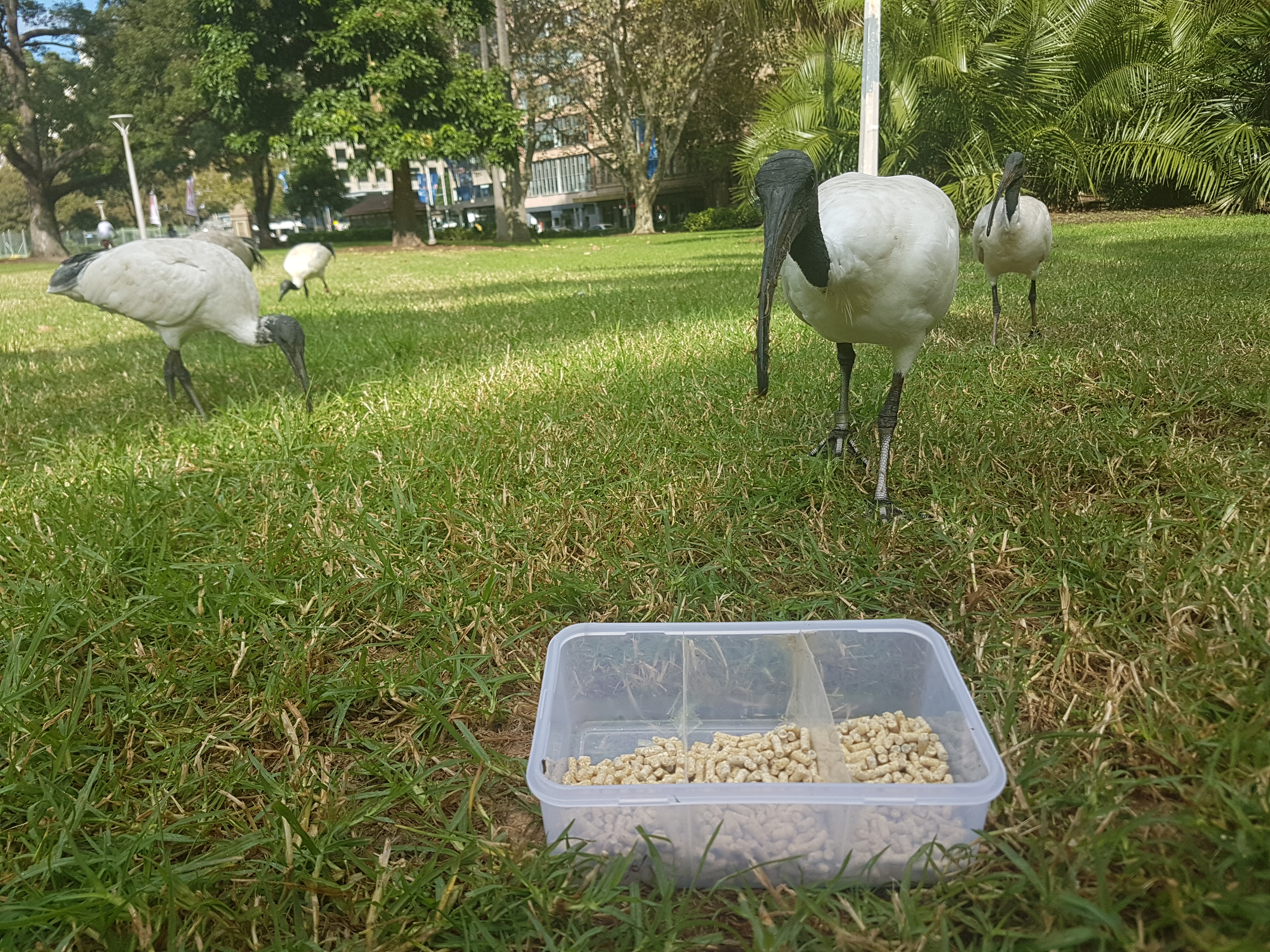 Carbs food of choice for Aussie ‘bin chickens’ - The University of Sydney