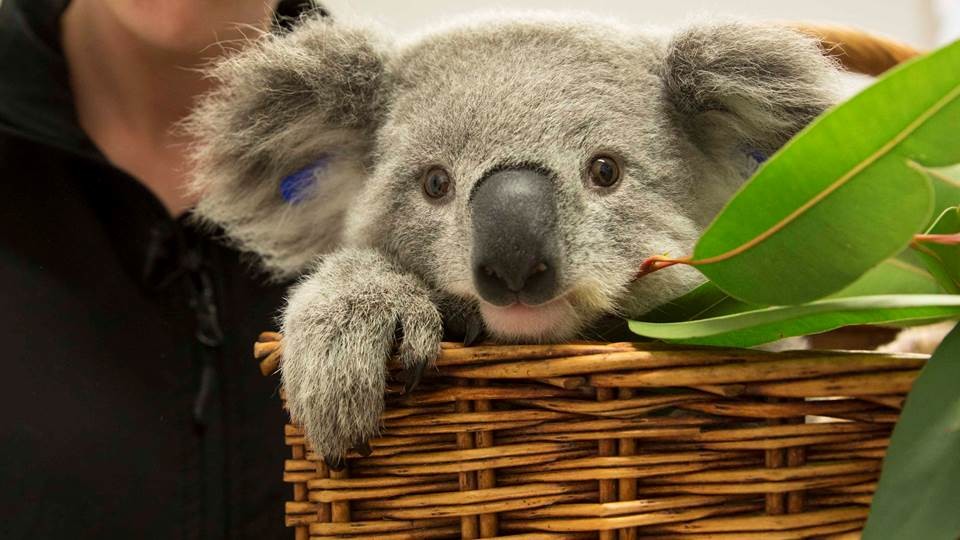 $4.5 million for a koala care centre announced - The University of Sydney
