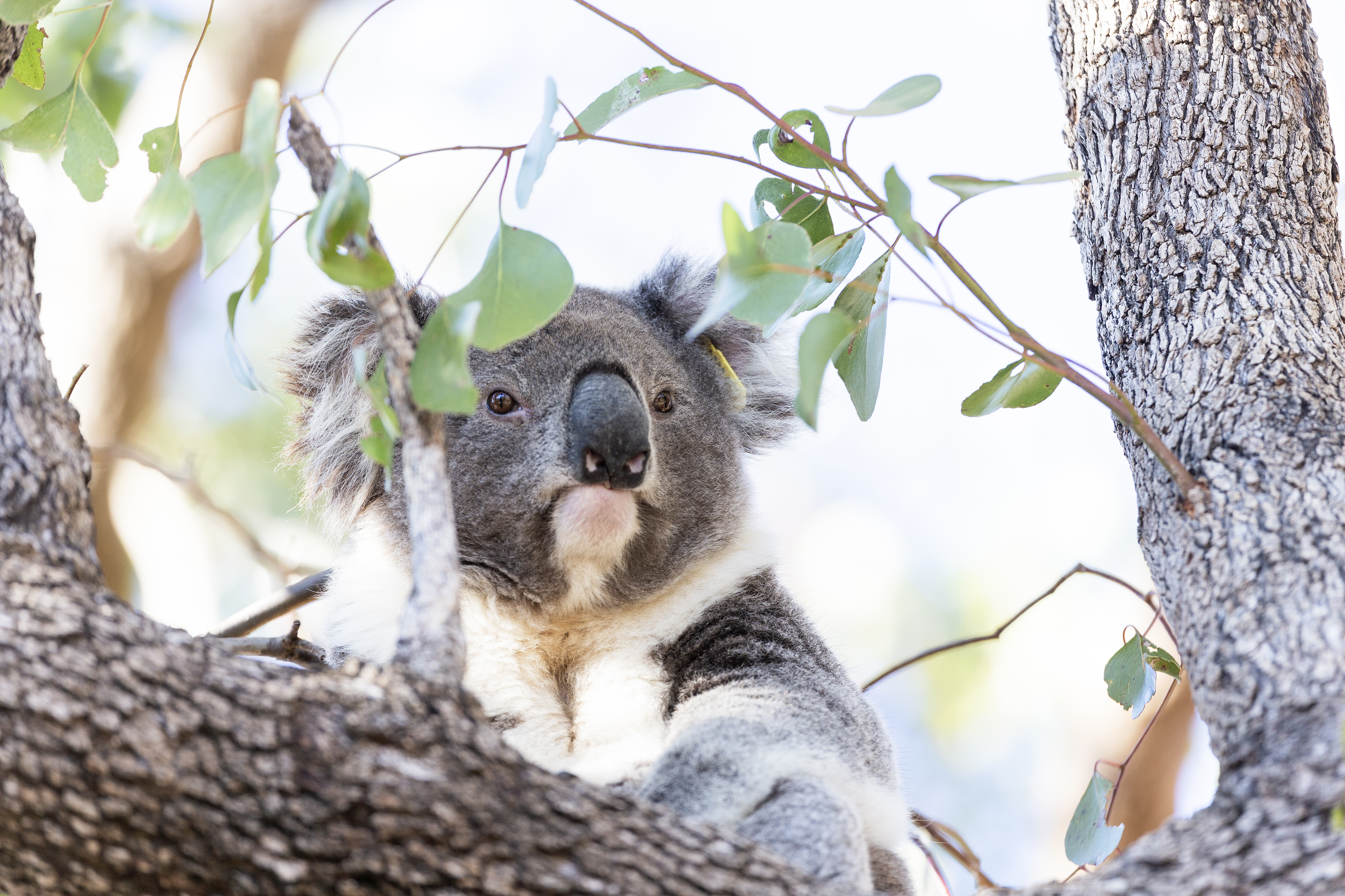 Koalas can predict and prepare for the hottest days of summer - The ...