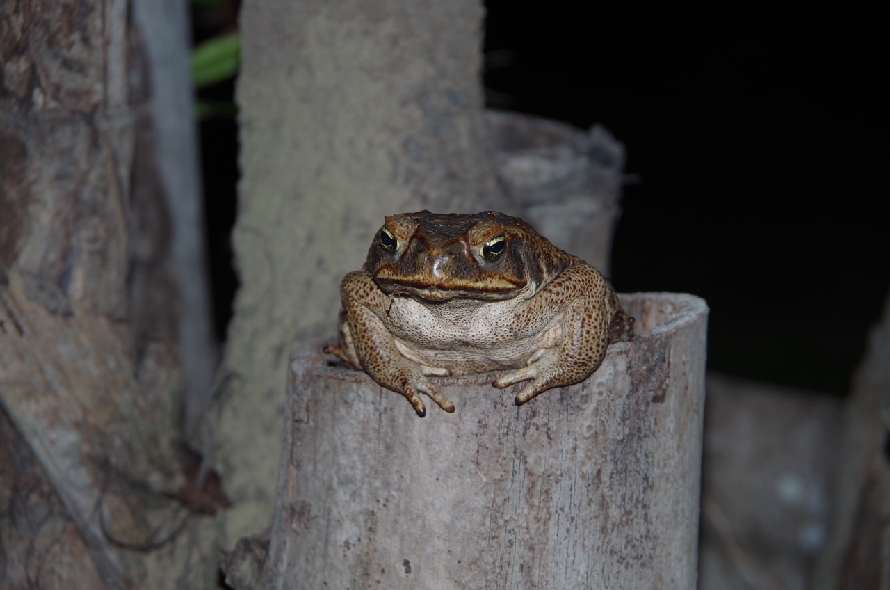 Cane toads are 'reluctant warriors' when it comes to oozing toxin - The ...