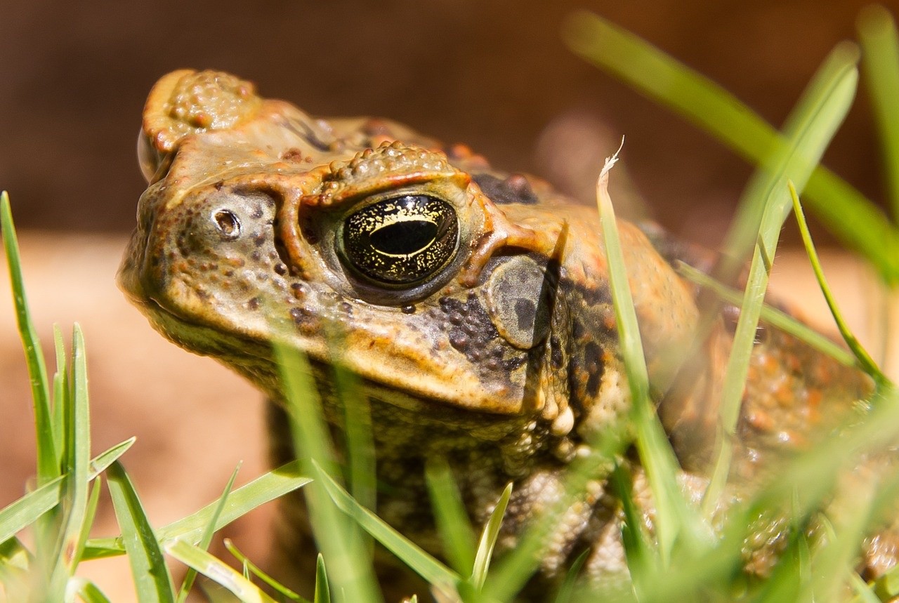 What is the best way to kill a cane toad? - The University of Sydney