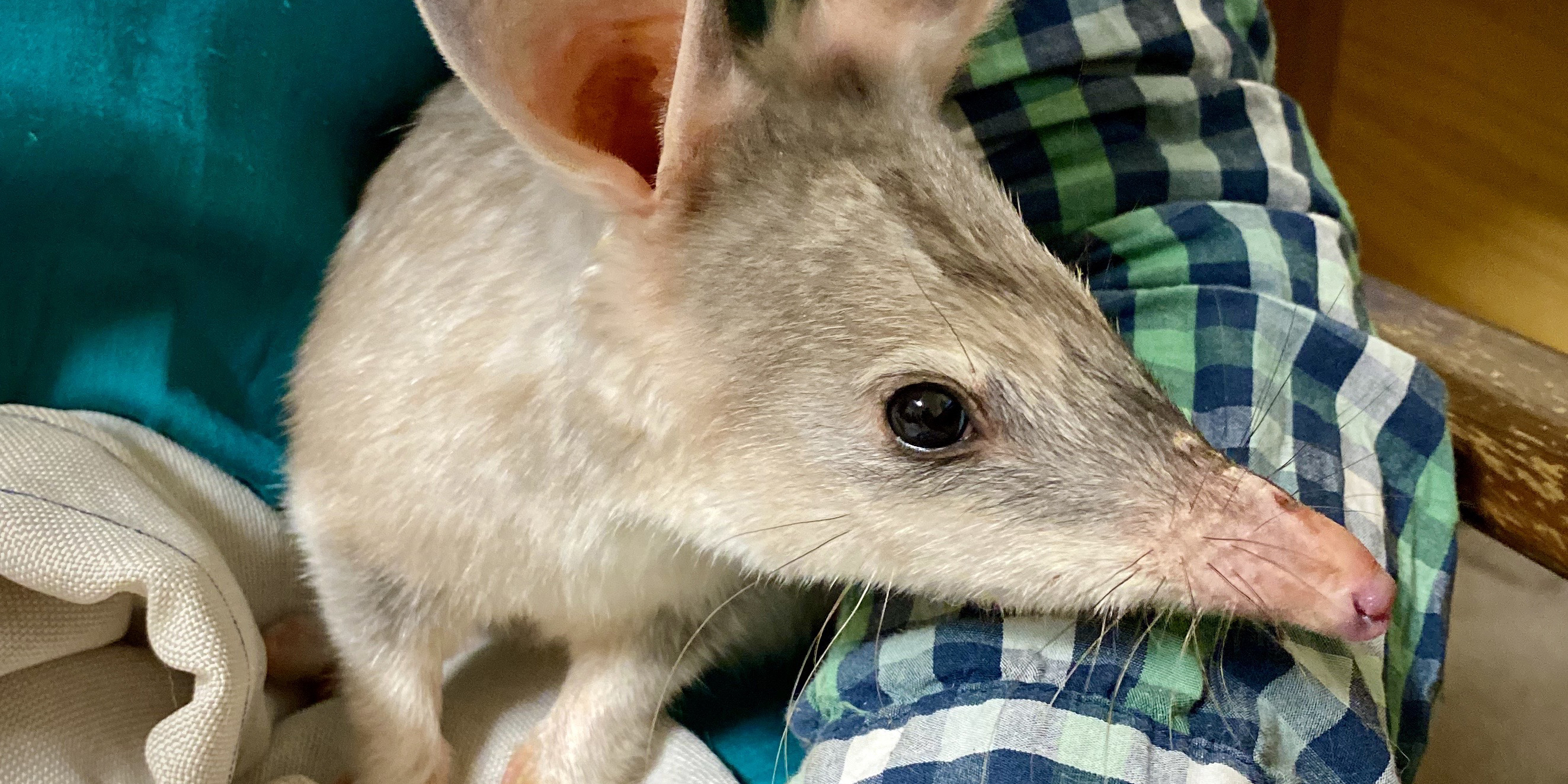 Australia’s 'Easter bunny', the bilby, has had its genome fully sequenced - The University of Sydney