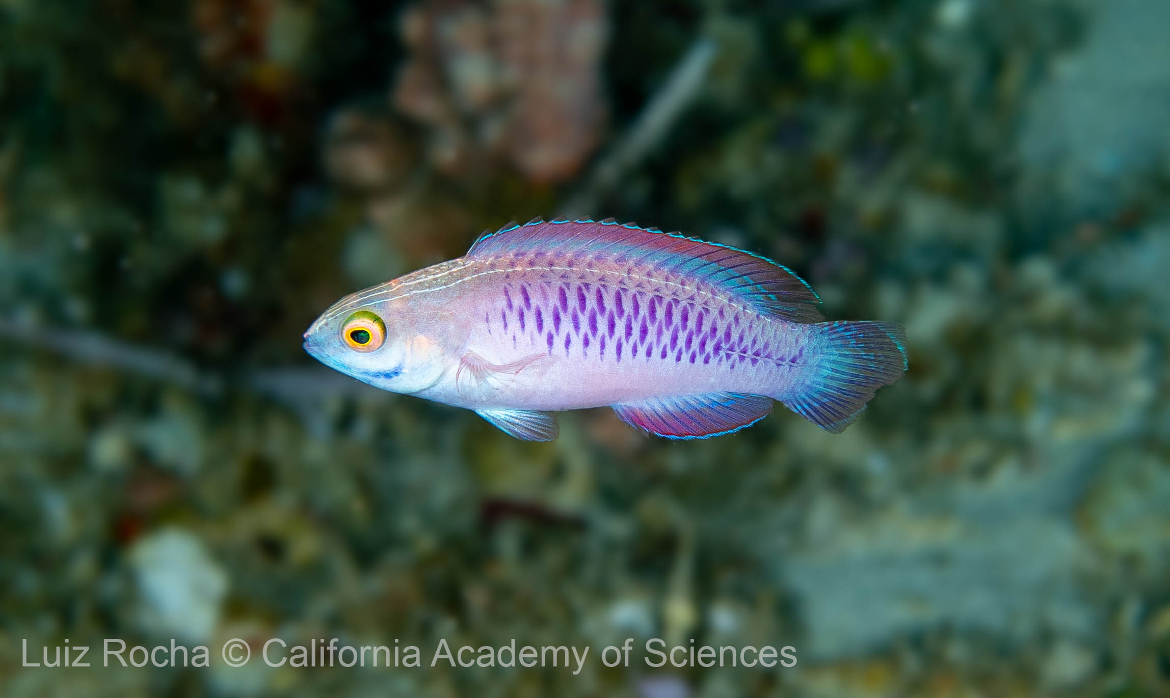 A fish called Wakanda a new species of fairy wrasse - The University of ...