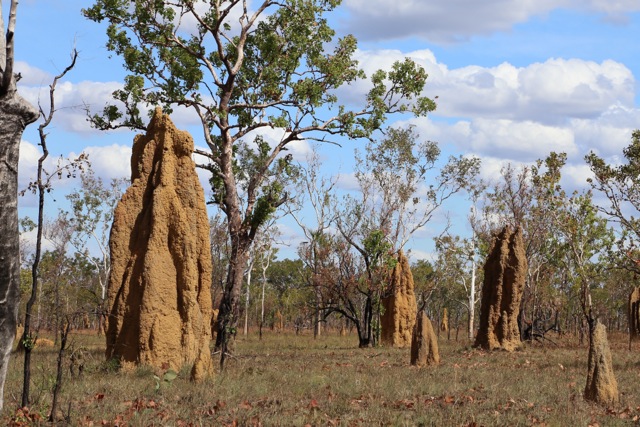 How termites got to Australia to build their ‘sky-scrapers’ - The ...