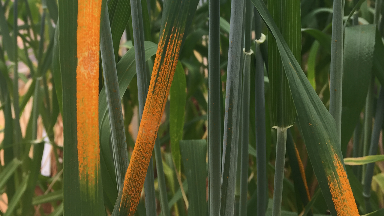 Sydney scientists solve 30 year wheat rust puzzle - The University of ...