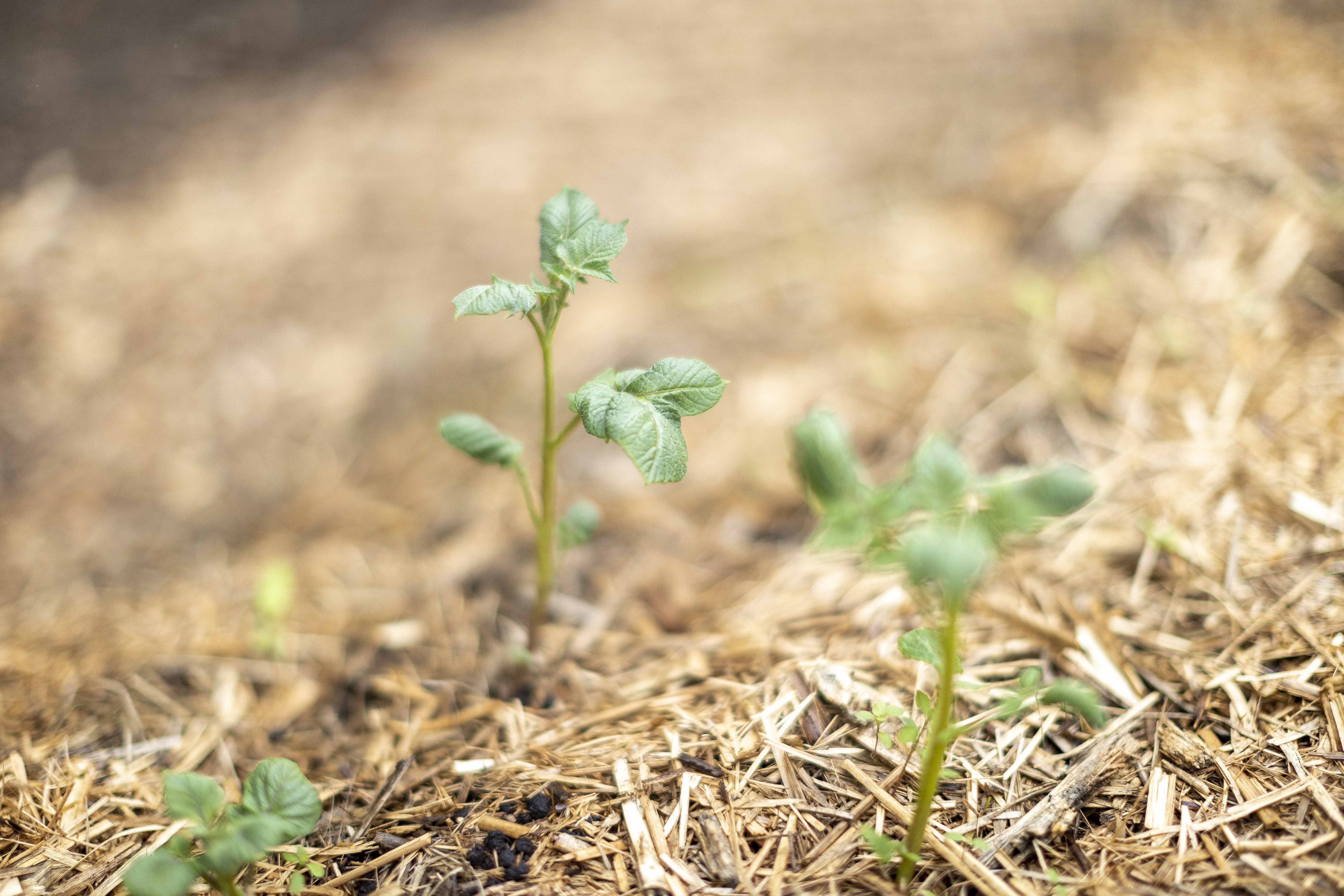 Plant the seed for a brighter future with a Sustainability Action ...