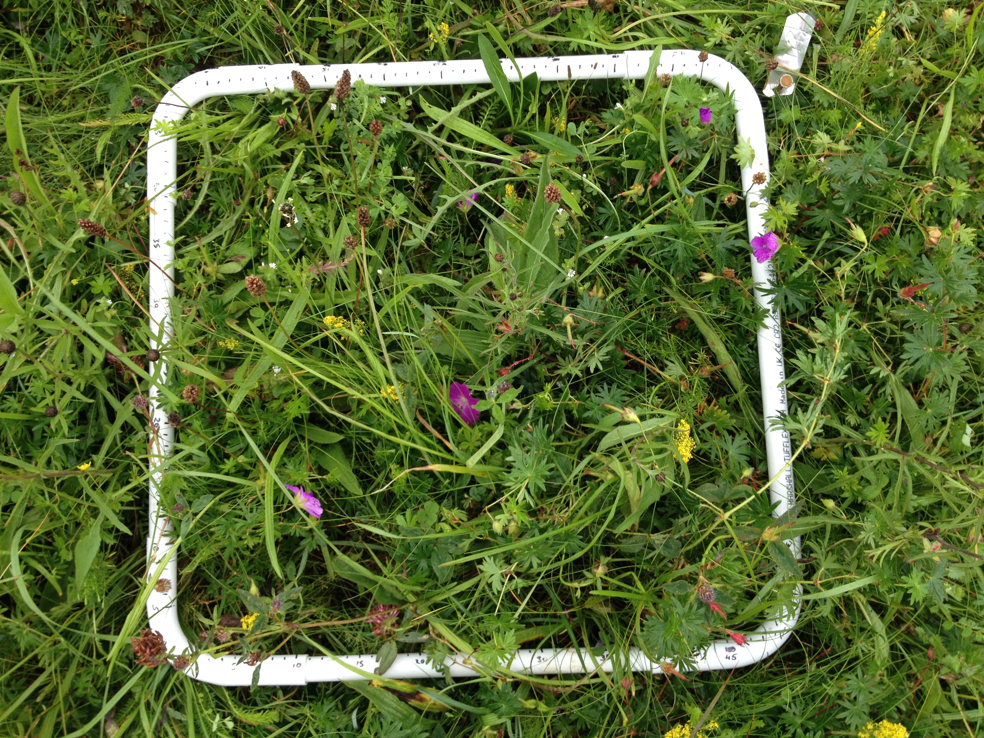 'Rule breaking' plants may be climate change survivors - The University ...