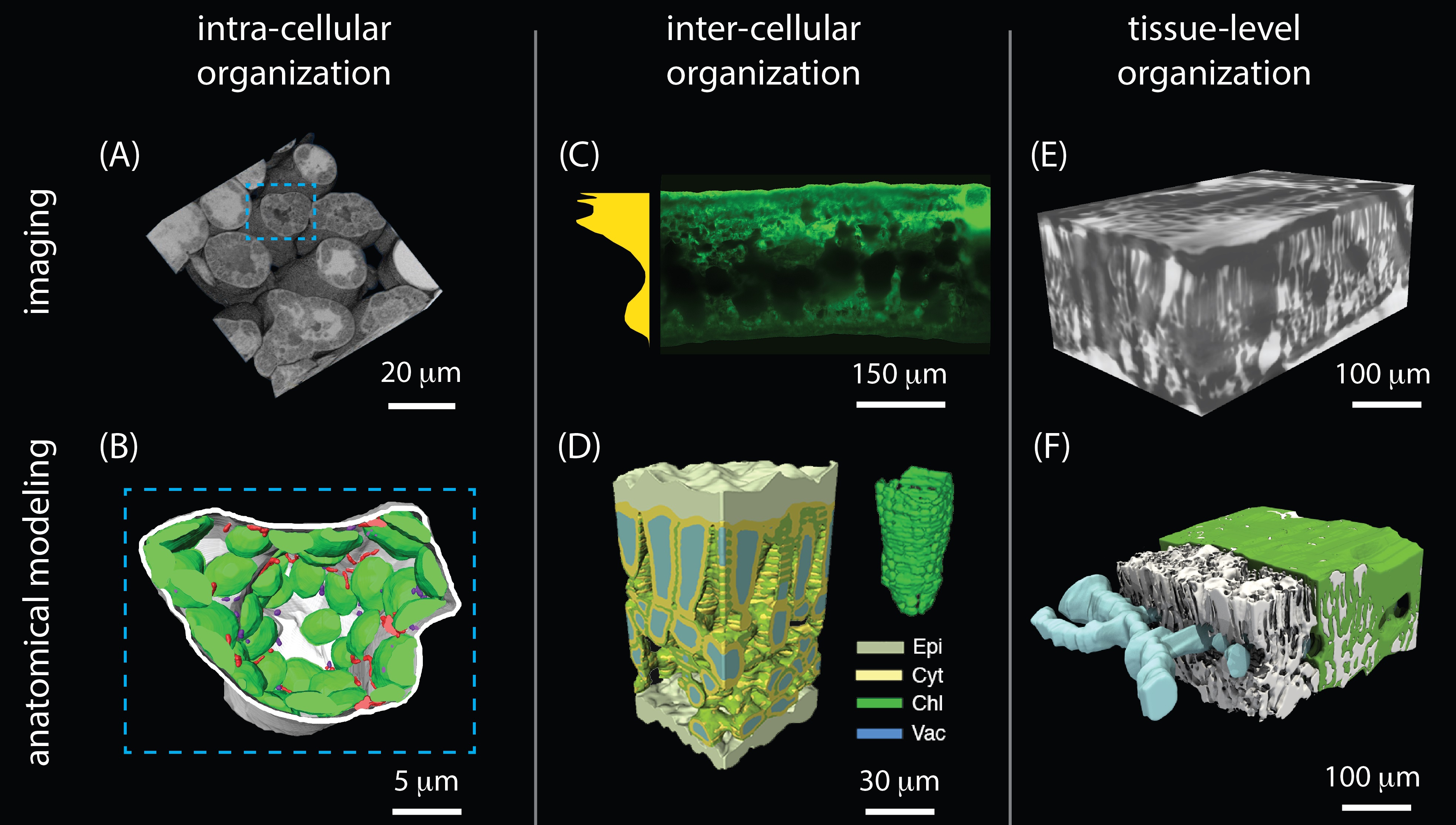 Radical call to overhaul leaf biology models using 3D imaging - The ...