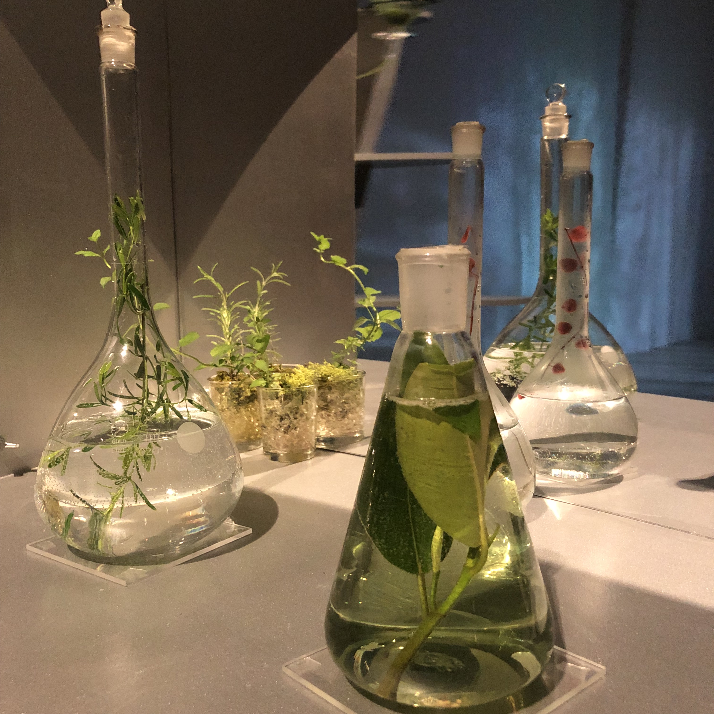 How plants and trees talk to each other and why we should care - The ...