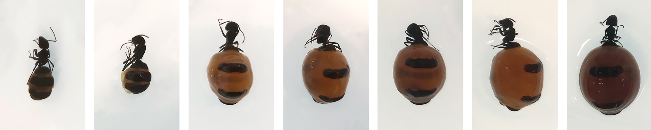 Western science catches up with First Nations’ medicinal use of ant ...
