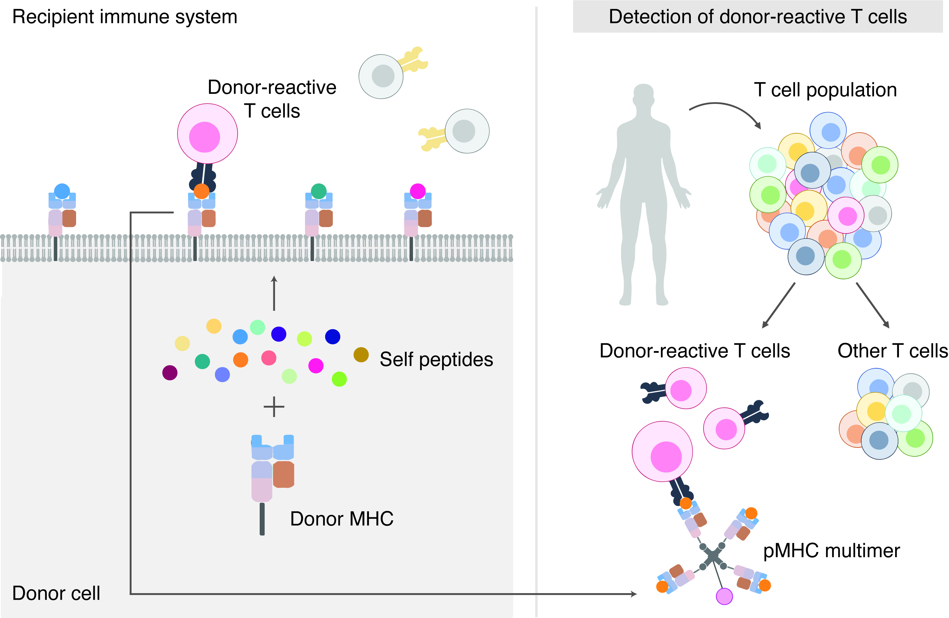 Study pinpoints molecular targets of transplant rejection - The ...