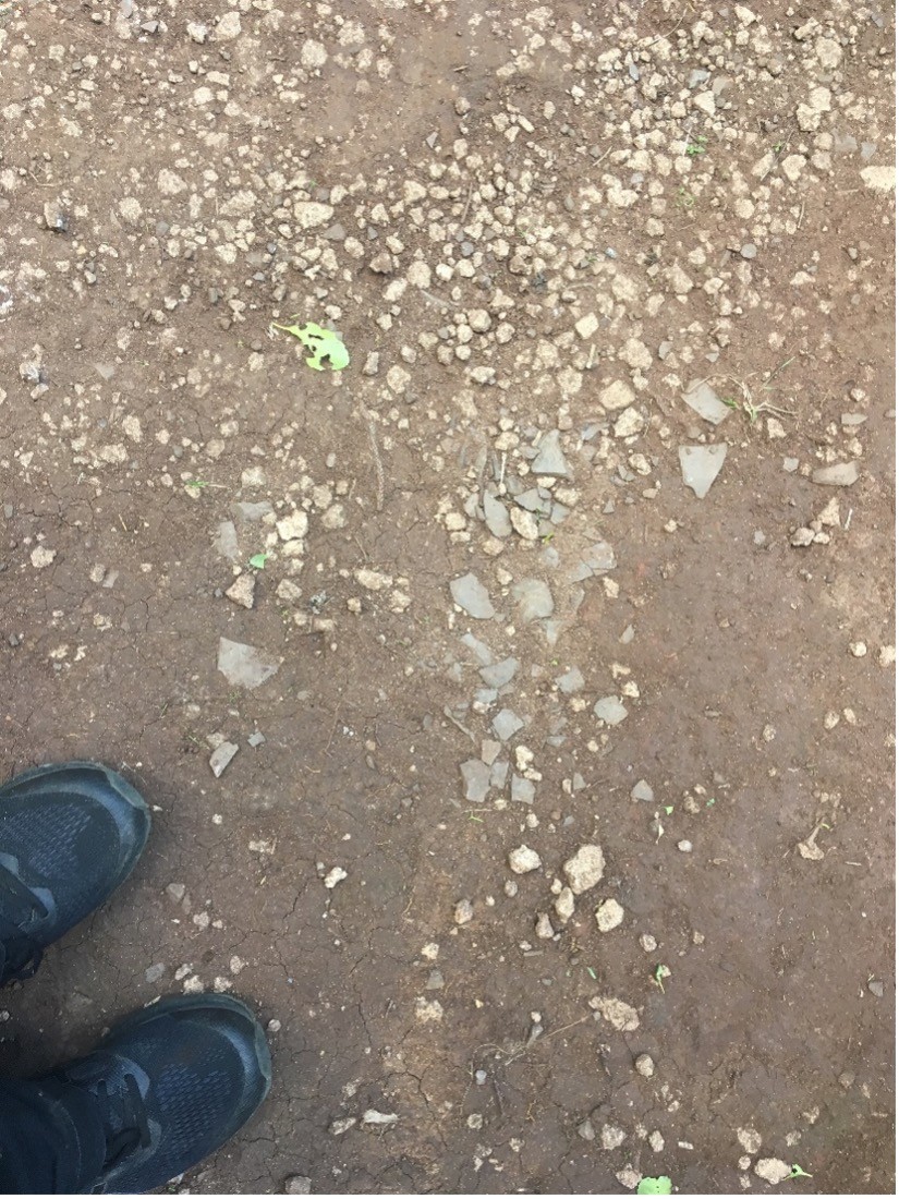 New evidence for Polynesian settlement on Norfolk Island - The ...