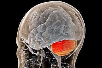 Unlocking the mysteries of the little brain - The University of Sydney